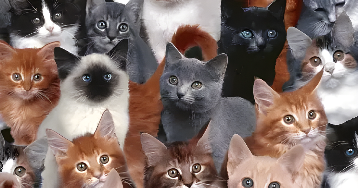 Guess The Cat Breed Quiz